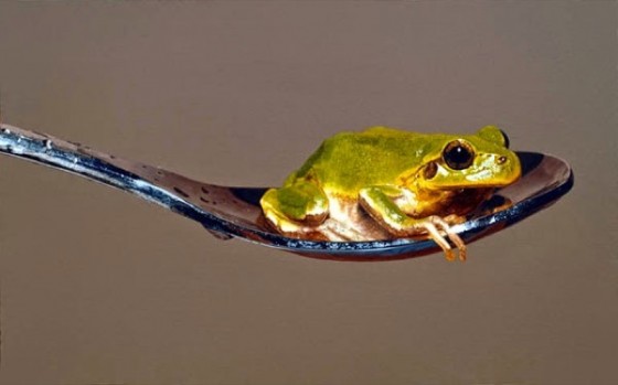 Hyperrealistic Animal Paintings – Fubiz Media