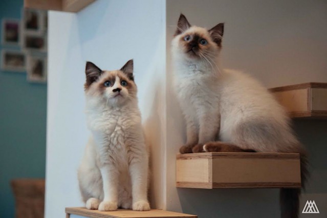 Scotland’s First Cat Cafe – Fubiz Media