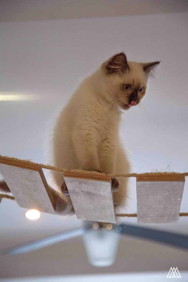 Scotland’s First Cat Cafe – Fubiz Media