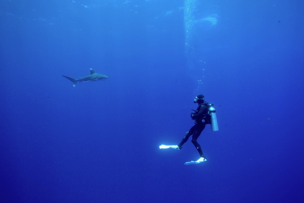 The Shark of Anger Documentary – Fubiz Media