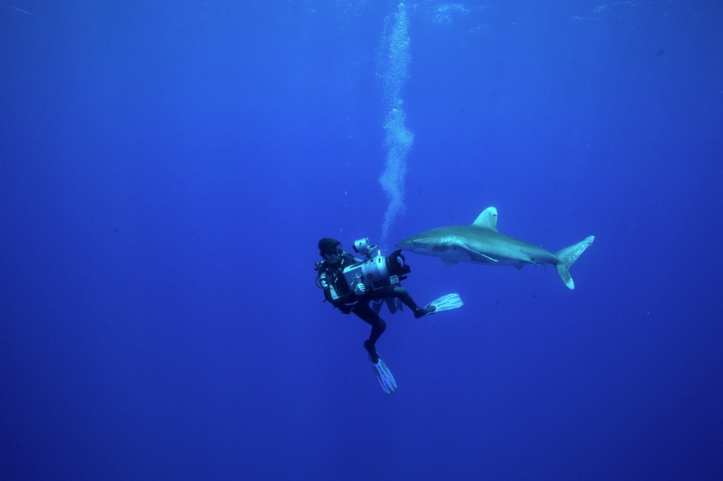 The Shark of Anger Documentary – Fubiz Media