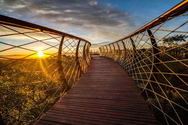 Tree Canopy Walkway Path in Cape Town – Fubiz Media