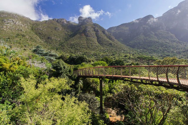 Tree Canopy Walkway Path in Cape Town – Fubiz Media