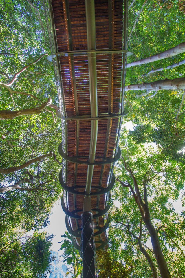 Tree Canopy Walkway Path in Cape Town – Fubiz Media