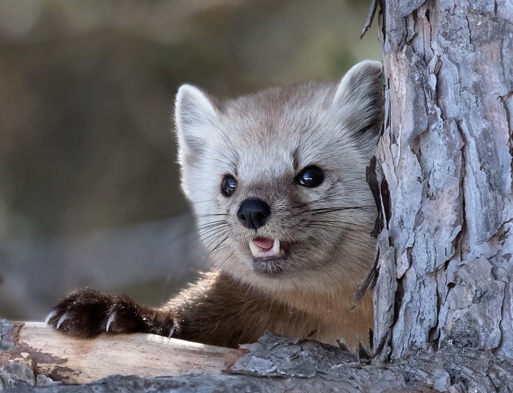 Animal Photography by Rick Dobson – Fubiz Media