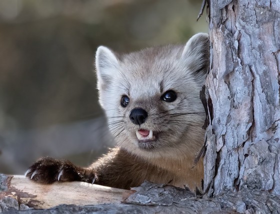 Animal Photography by Rick Dobson – Fubiz Media