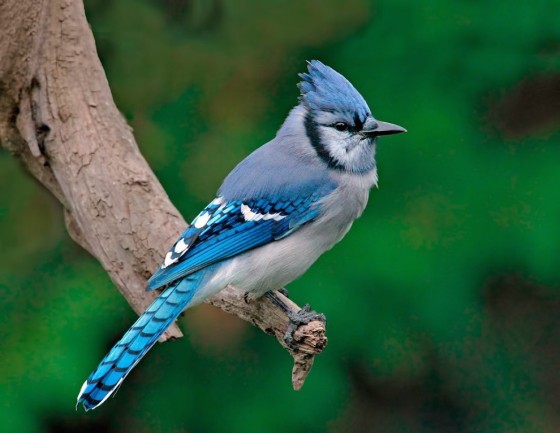 Animal Photography by Rick Dobson – Fubiz Media