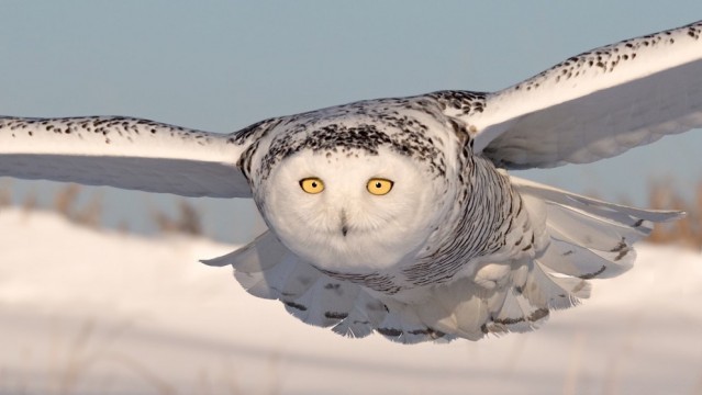 Animal Photography by Rick Dobson – Fubiz Media