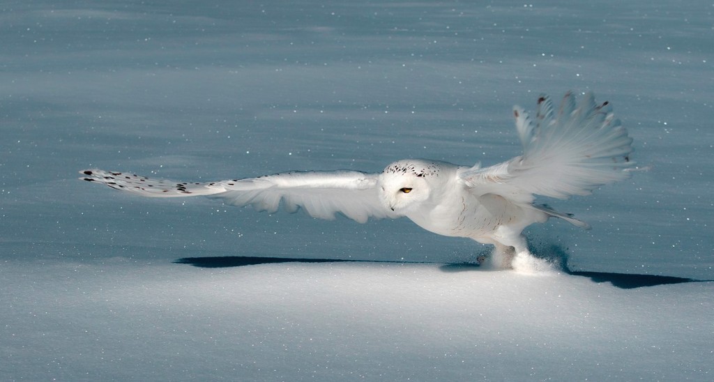 Animal Photography by Rick Dobson – Fubiz Media