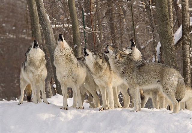 Animal Photography by Rick Dobson – Fubiz Media