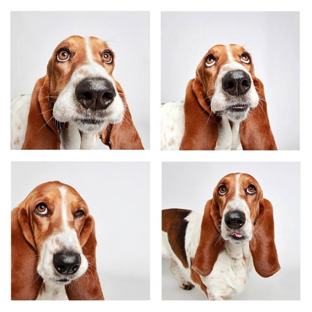 The Dogs Photo Booth – Fubiz Media