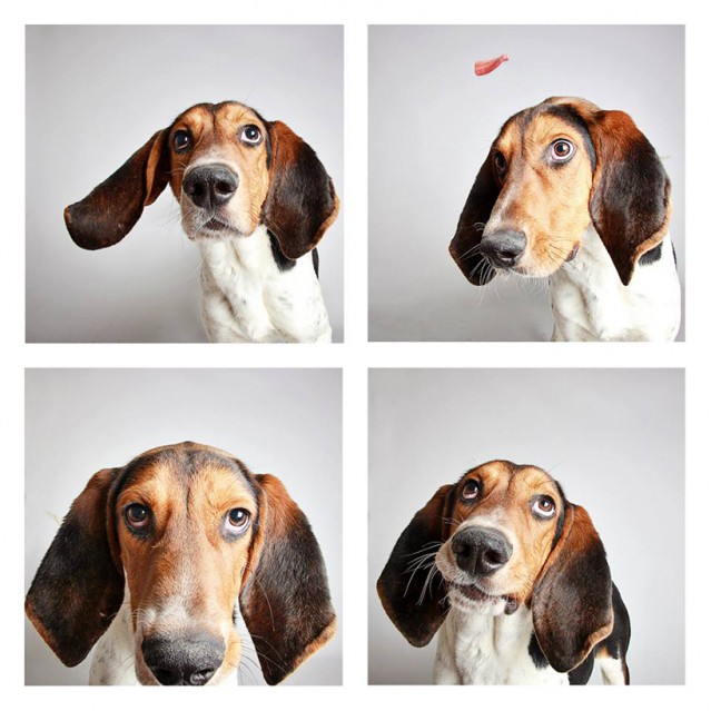 The Dogs Photo Booth – Fubiz Media
