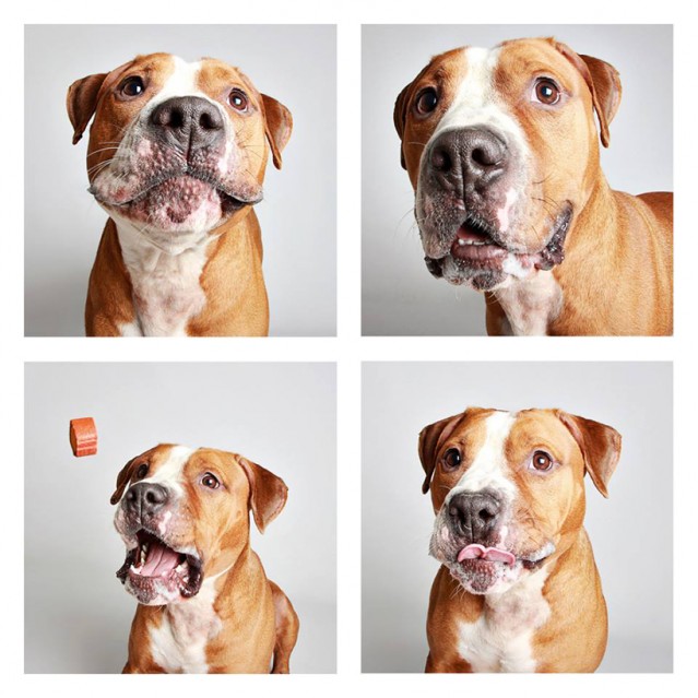 The Dogs Photo Booth – Fubiz Media