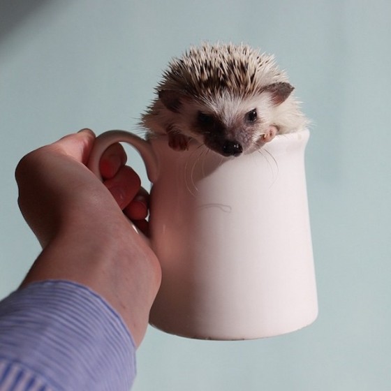 The Adventures of the Hedgehog Calico – Fubiz Media