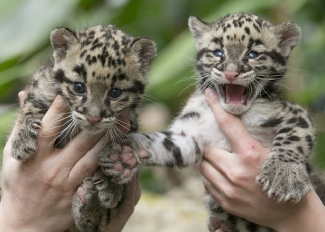 Clouded Leopards Babies in the Belgian Zoo – Fubiz Media