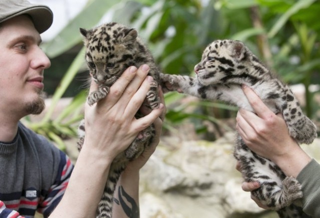 Clouded Leopards Babies in the Belgian Zoo – Fubiz Media