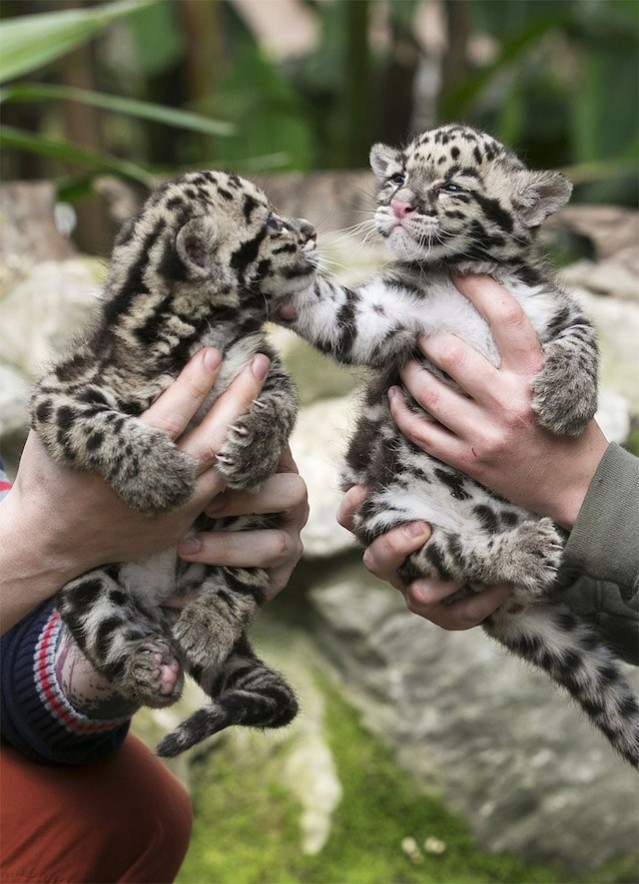 Clouded Leopards Babies in the Belgian Zoo – Fubiz Media