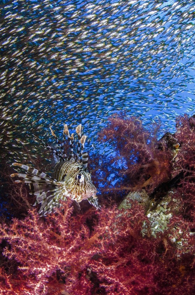 Underwater Life Photography Contest – Fubiz Media