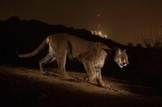 Wild Animals in Los Angeles – Fubiz Media