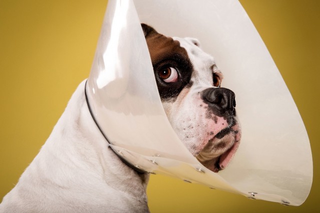 Face Expressions of Dogs in Cones – Fubiz Media