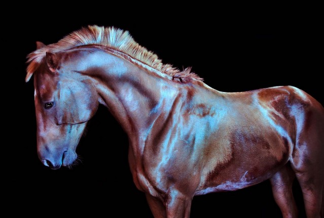 Photographic Tribute to Horses – Fubiz Media