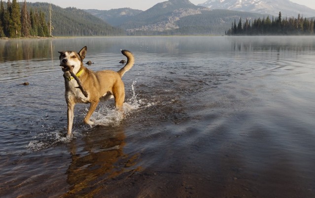 Tribute to a Beloved Dog – Fubiz Media