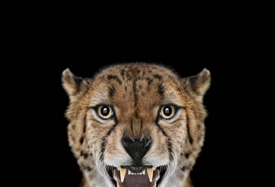 Portraits of Exotic Animals – Fubiz Media
