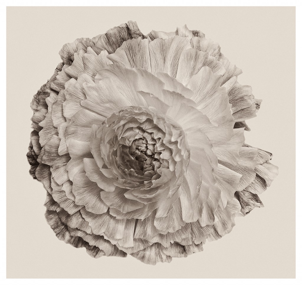 Beautiful Flowers Wrinkles – Fubiz Media