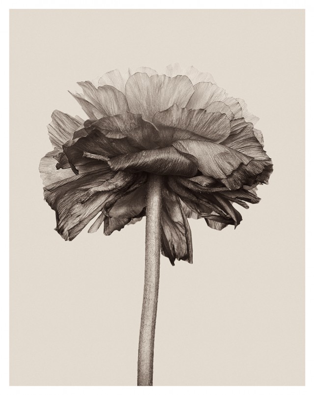 Beautiful Flowers Wrinkles – Fubiz Media