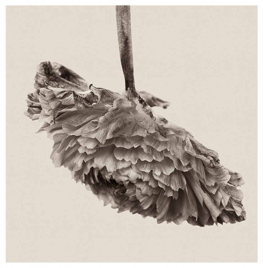 Beautiful Flowers Wrinkles – Fubiz Media