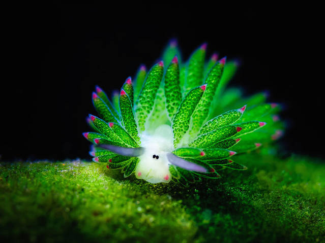 The Adorable Sea Sheep – Fubiz Media