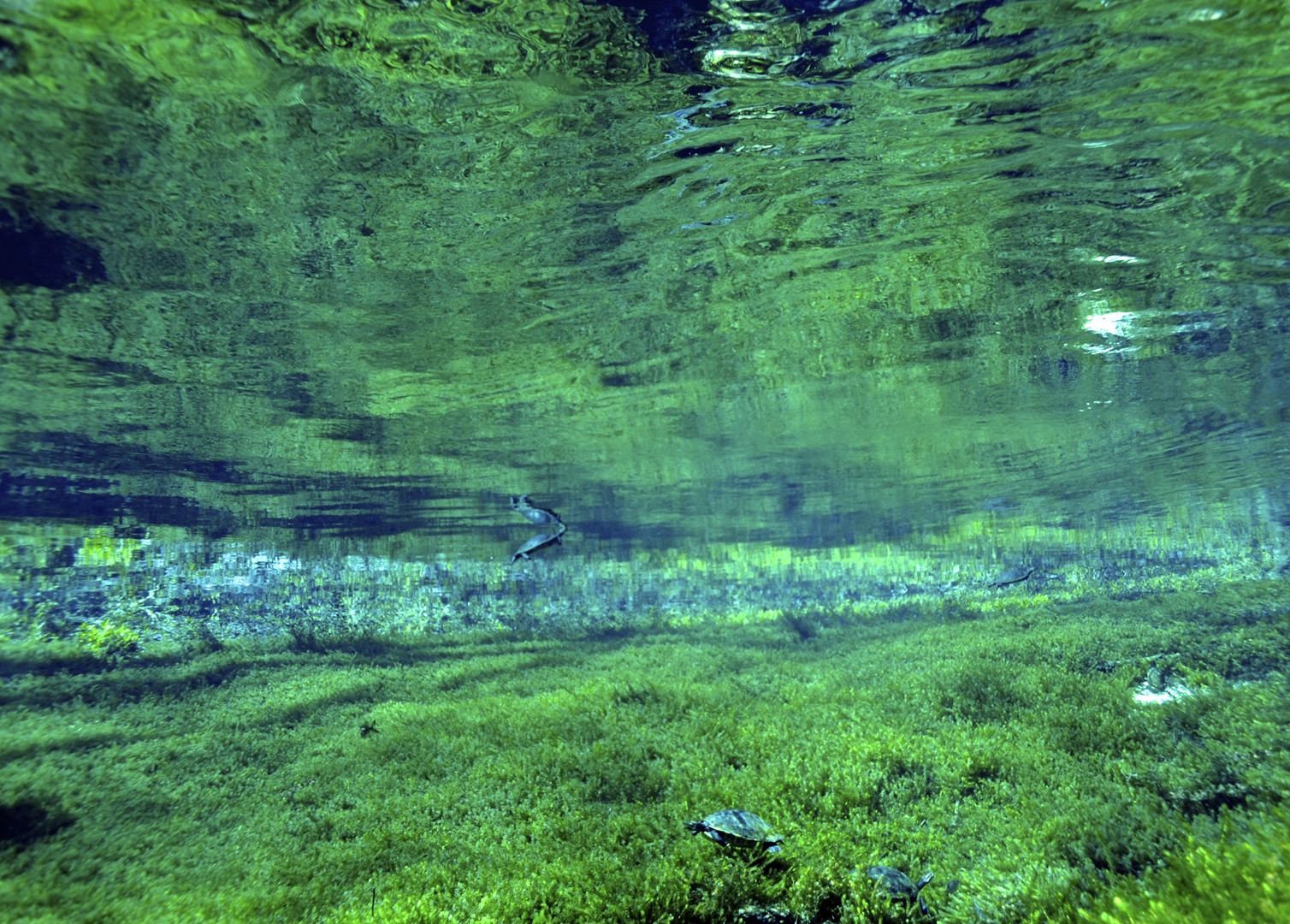 Symetricunderwaterphoto4 Fubiz Media Symetricunderwaterphoto4 Fubiz Media
