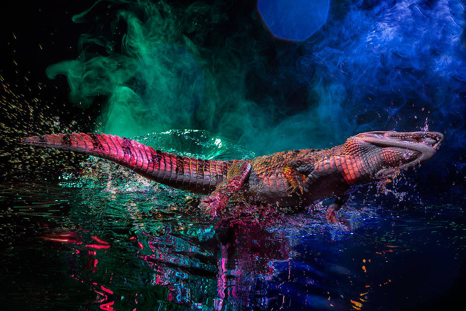 Rainbow-Colored Caiman Photography – Fubiz Media