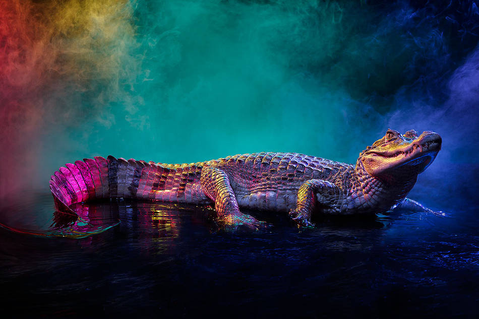 Rainbow-Colored Caiman Photography – Fubiz Media