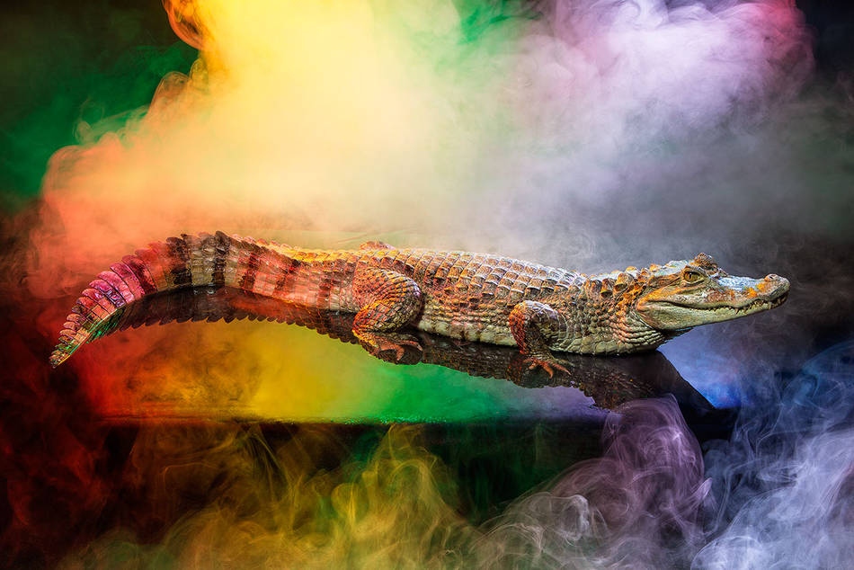 Rainbow-Colored Caiman Photography – Fubiz Media
