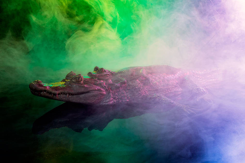 Rainbow-Colored Caiman Photography – Fubiz Media