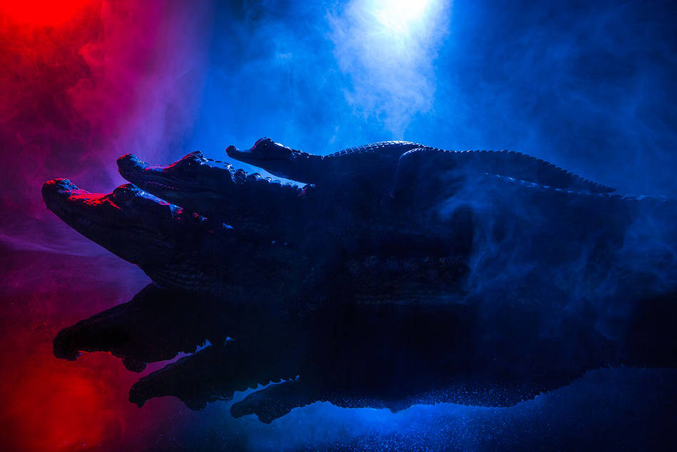 Rainbow-Colored Caiman Photography – Fubiz Media