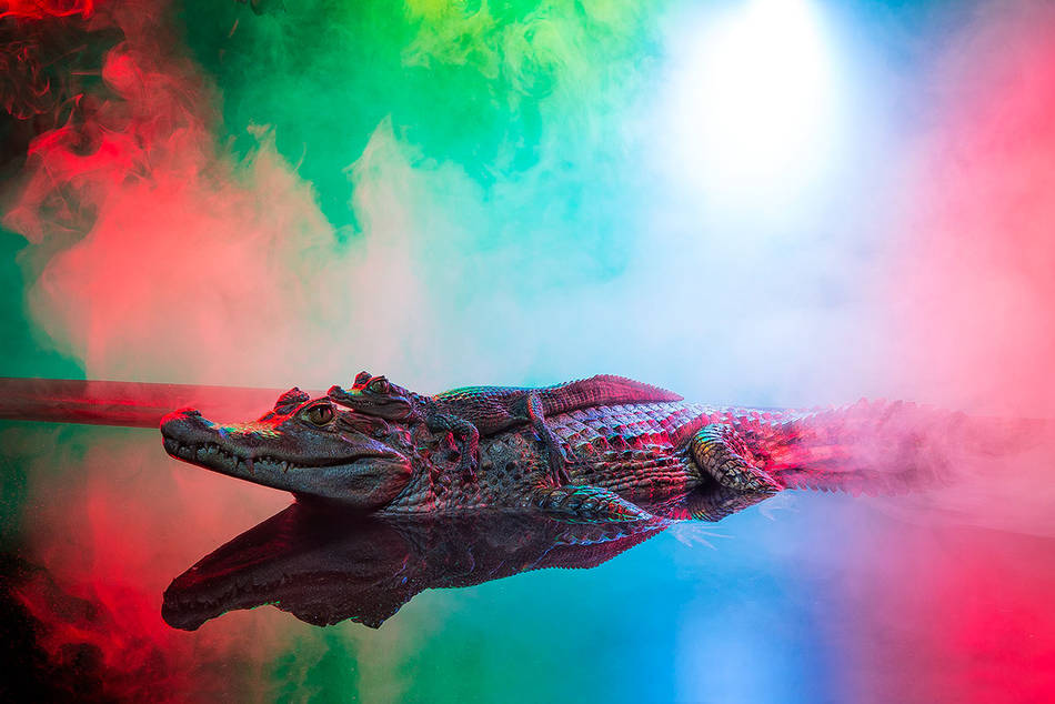 Rainbow-Colored Caiman Photography – Fubiz Media