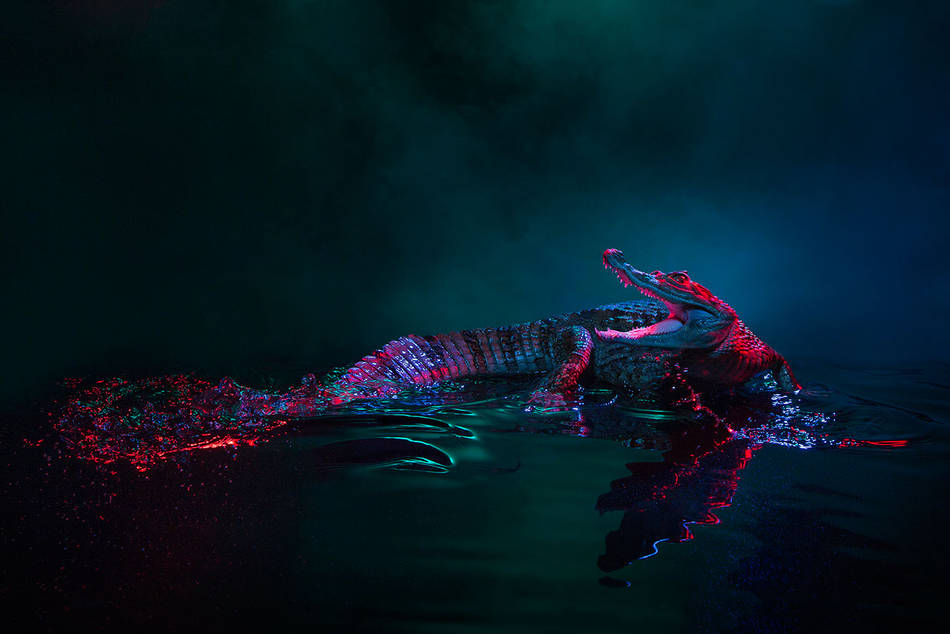 Rainbow-Colored Caiman Photography – Fubiz Media