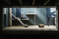 The Human Zoo Series – Fubiz Media