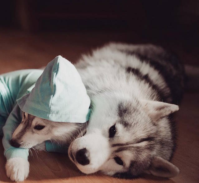 Huskies Dressed with Human Clothes – Fubiz Media