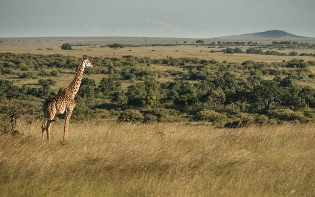 Kenyan Nature Reserve Photography – Fubiz Media
