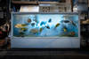 Fish Tanks Photography – Fubiz Media
