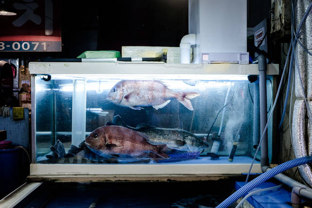Fish Tanks Photography – Fubiz Media