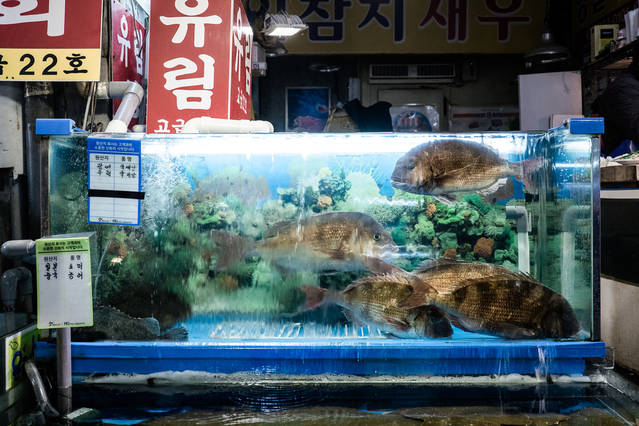 Fish Tanks Photography – Fubiz Media