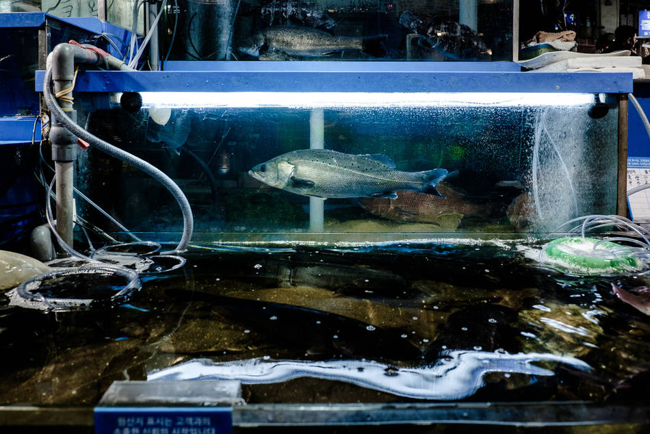 Fish Tanks Photography – Fubiz Media