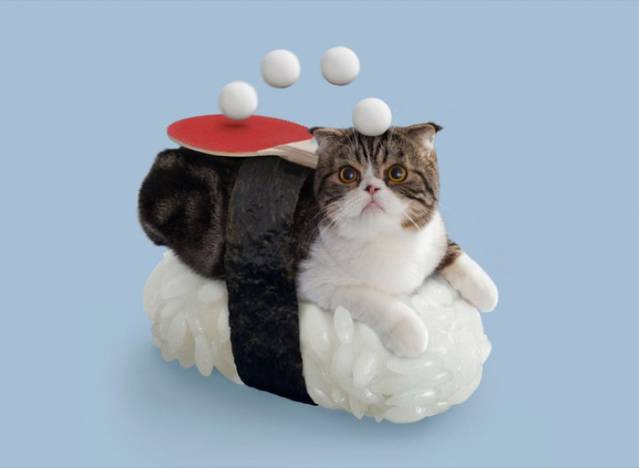 Cats Dressed as Sushi Rolls – Fubiz Media