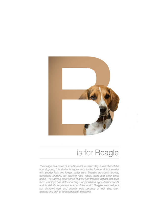The Dog Alphabet – Fubiz Media