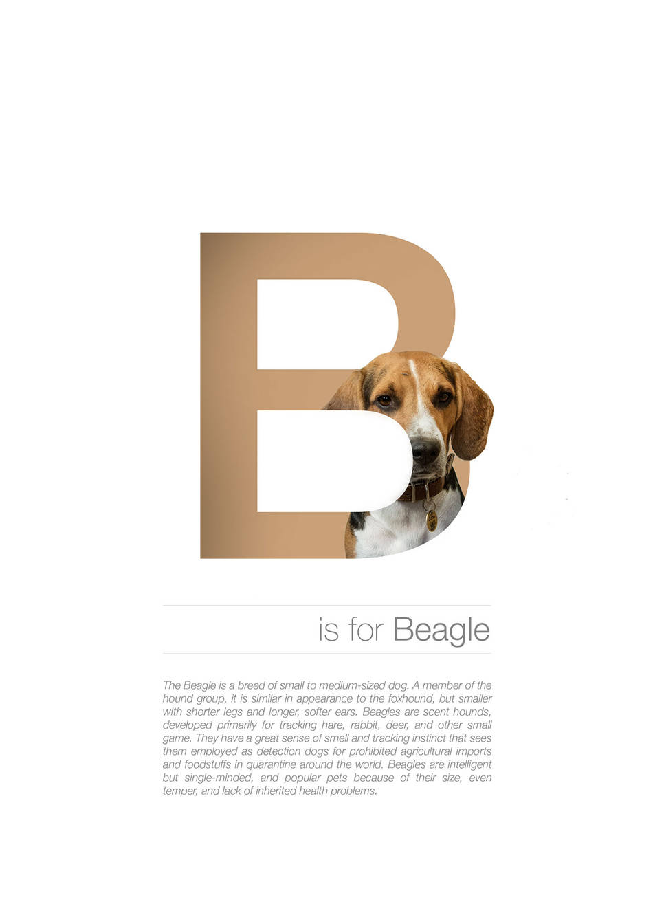 The Dog Alphabet – Fubiz Media