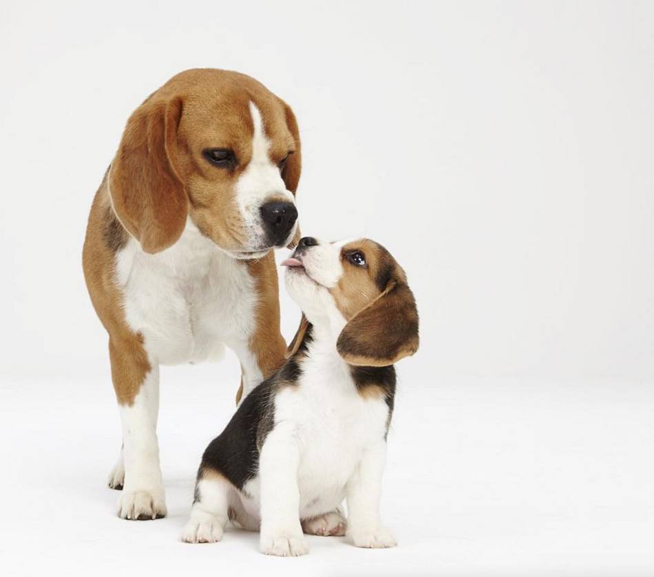Adorable Pictures of Two Dogs Relationship – Fubiz Media